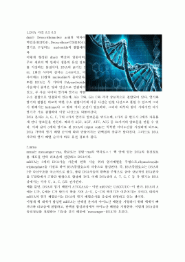 t RNA mRNA와 단백질 번역-1페이지