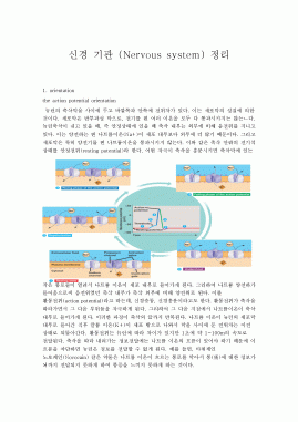 신경 기관 (Nervous system) 정리-1페이지