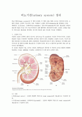비뇨기관(urinary system) 정리-1페이지