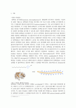 SDS PAGE & Commassie blue staining-1페이지
