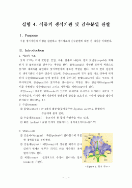 식물 생식기관 및 세포분열 관찰-1페이지