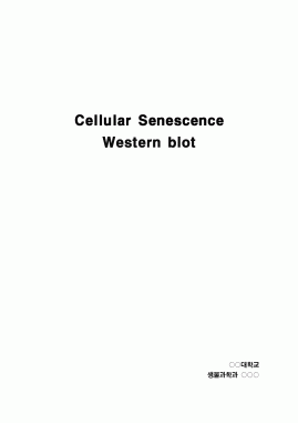 Cellular Senescence Western blot 레포트-1페이지
