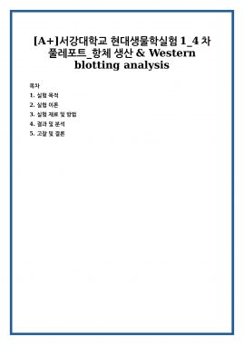 서강대학교 현대생물학실험1_4차 풀레포트_항체 생산 & Western blotting analysis-1페이지