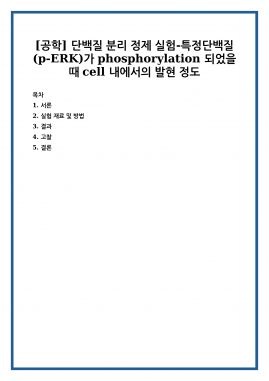 [공학] 단백질 분리 정제 실험-특정단백질(p-ERK)가 phosphorylation 되었을 때 cell 내에서의 발현 정도-1페이지
