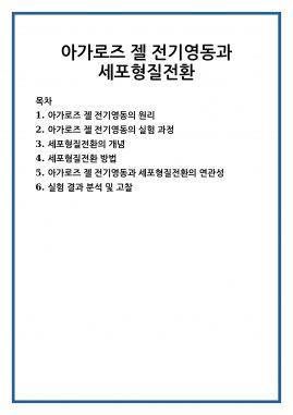 아가로즈 젤 전기영동과 세포형질전환-1페이지