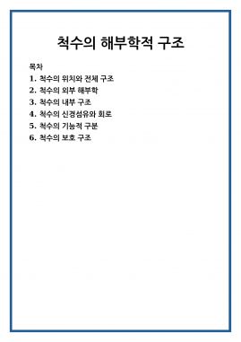 척수의 해부학적 구조-1페이지