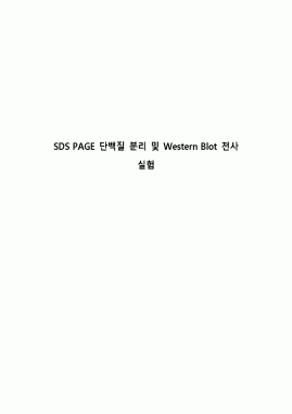 SDS PAGE 단백질 분리 및 Western Blot 전사 실험-1페이지